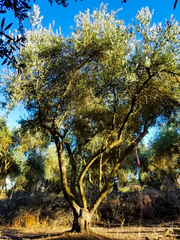 Gallery – Pacific West Tree Nursery