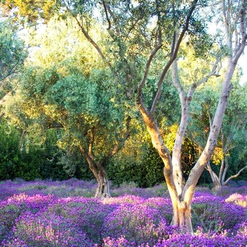 Gallery – Pacific West Tree Nursery