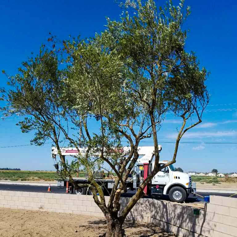 Gallery – Pacific West Tree Nursery