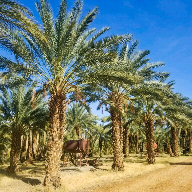Gallery – Pacific West Tree Nursery