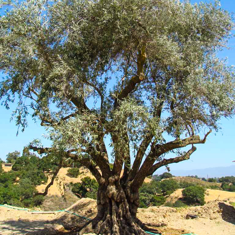 Gallery – Pacific West Tree Nursery