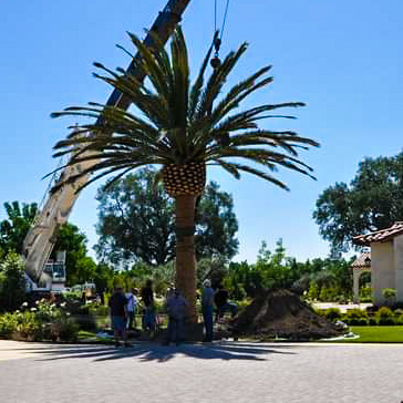 Gallery – Pacific West Tree Nursery