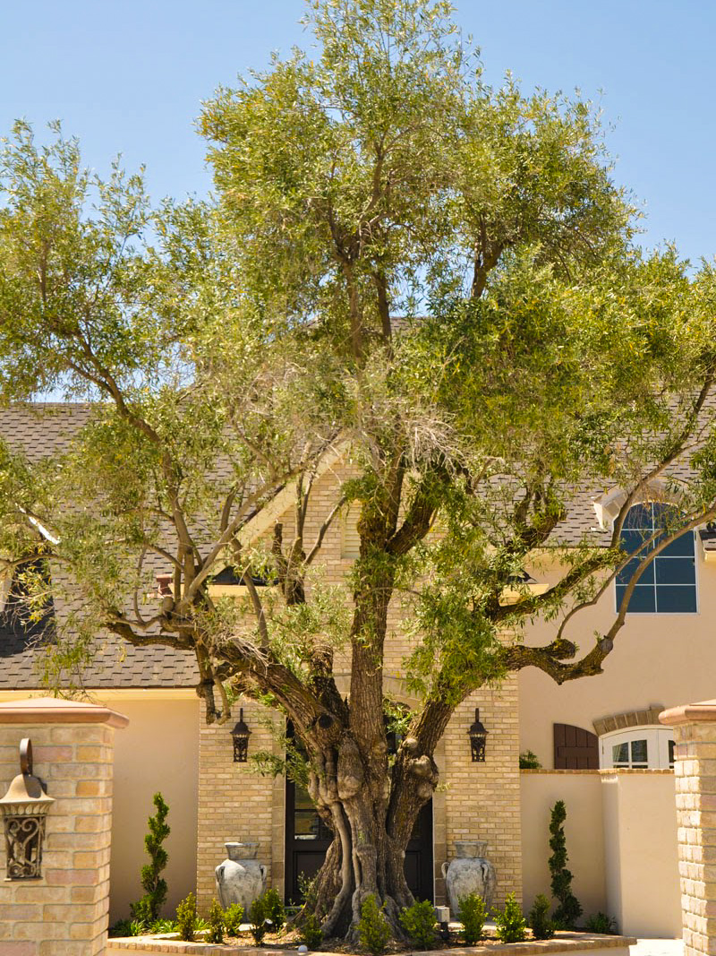 Gallery – Pacific West Tree Nursery